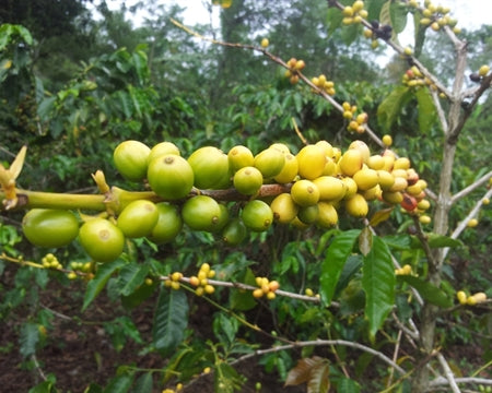 Organic Papua New Guinea "Siane Chimbu" – The Conservatory for Coffee ...